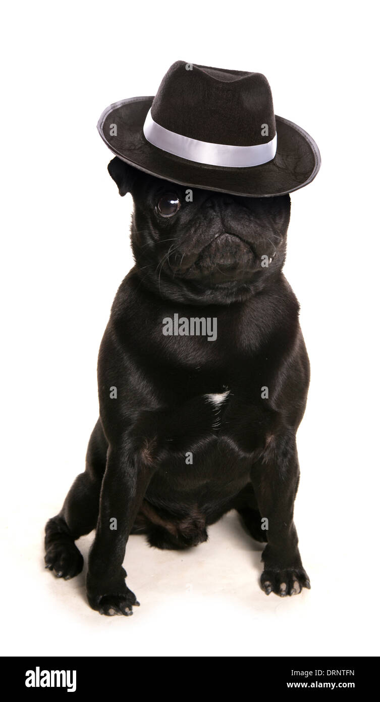 Old school dog Cut Out Stock Images & Pictures - Alamy