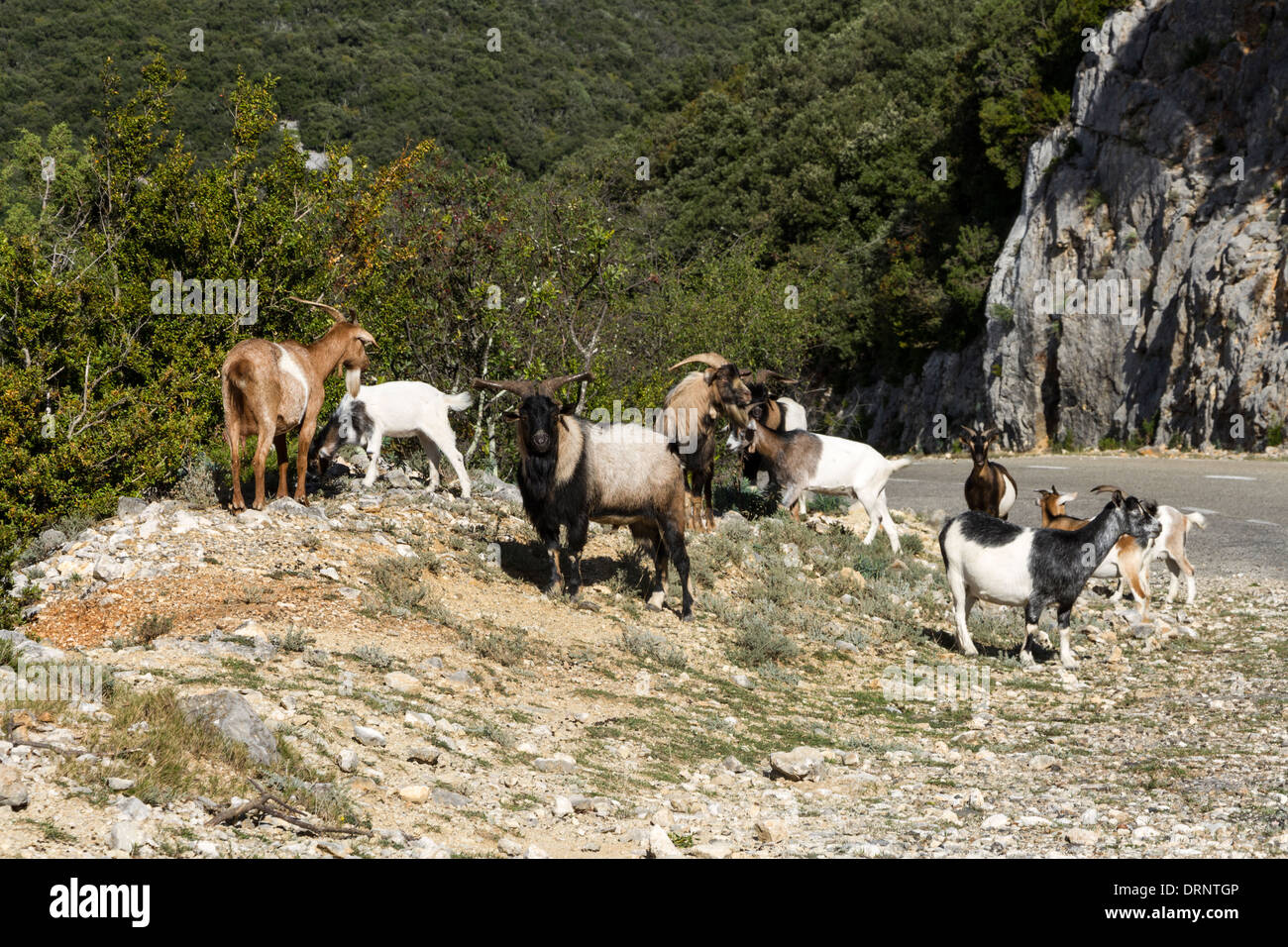 Wild goats, Gorges de l'Ardeche, Ardeche, Rhone-Alpes, France Stock ...