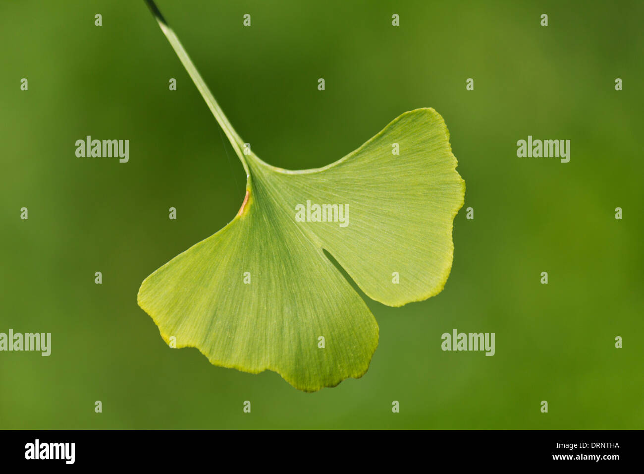 Close-up on ginkgo biloba tree leaves Stock Photo - Alamy