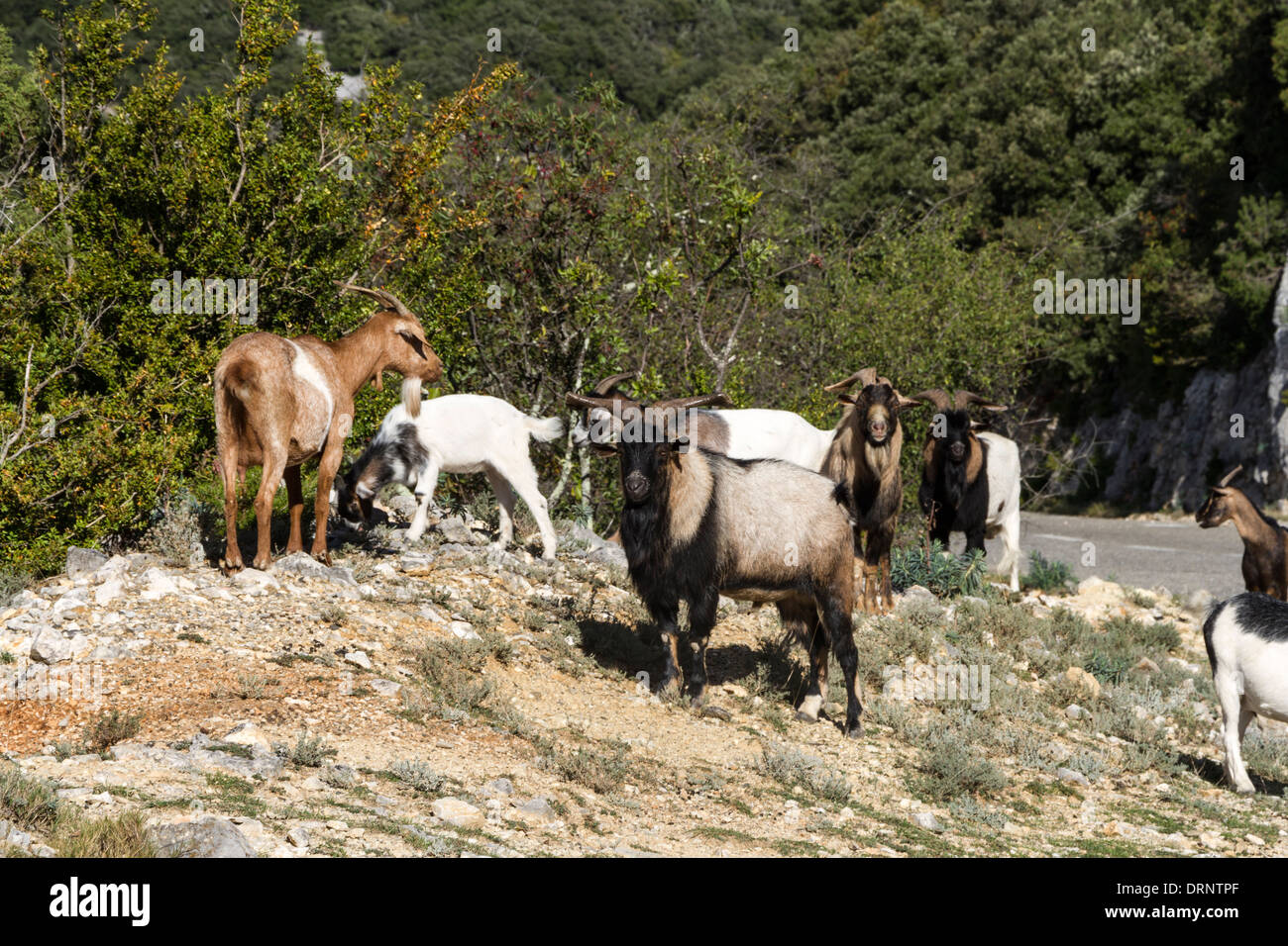 Wild goats, Gorges de l'Ardeche, Ardeche, Rhone-Alpes, France Stock ...