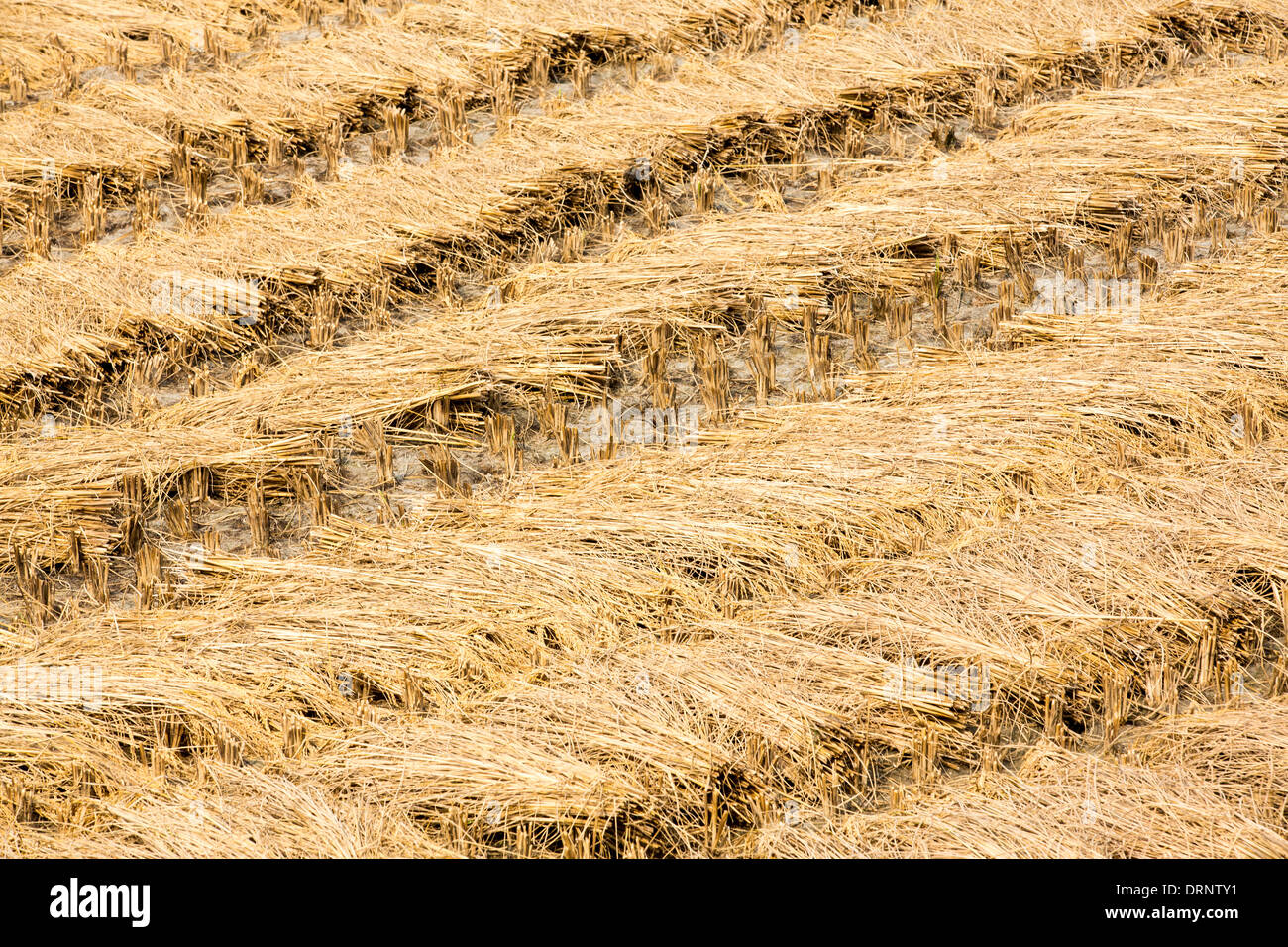 Rice crops harvested, and ready for collection in a rice paddy in the ...