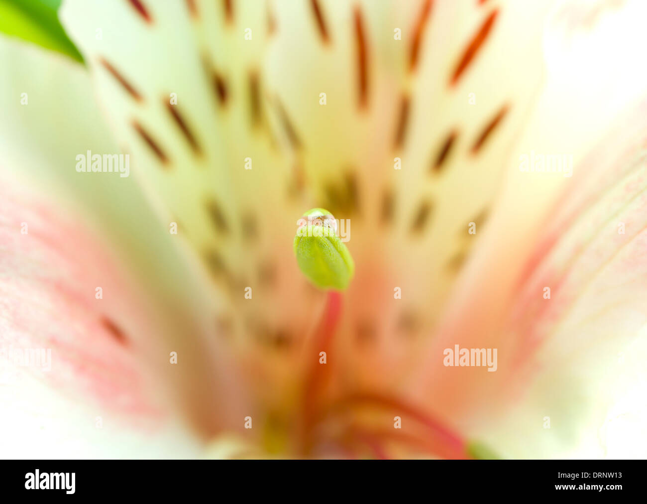 Background from an orchid with dew close up Stock Photo - Alamy