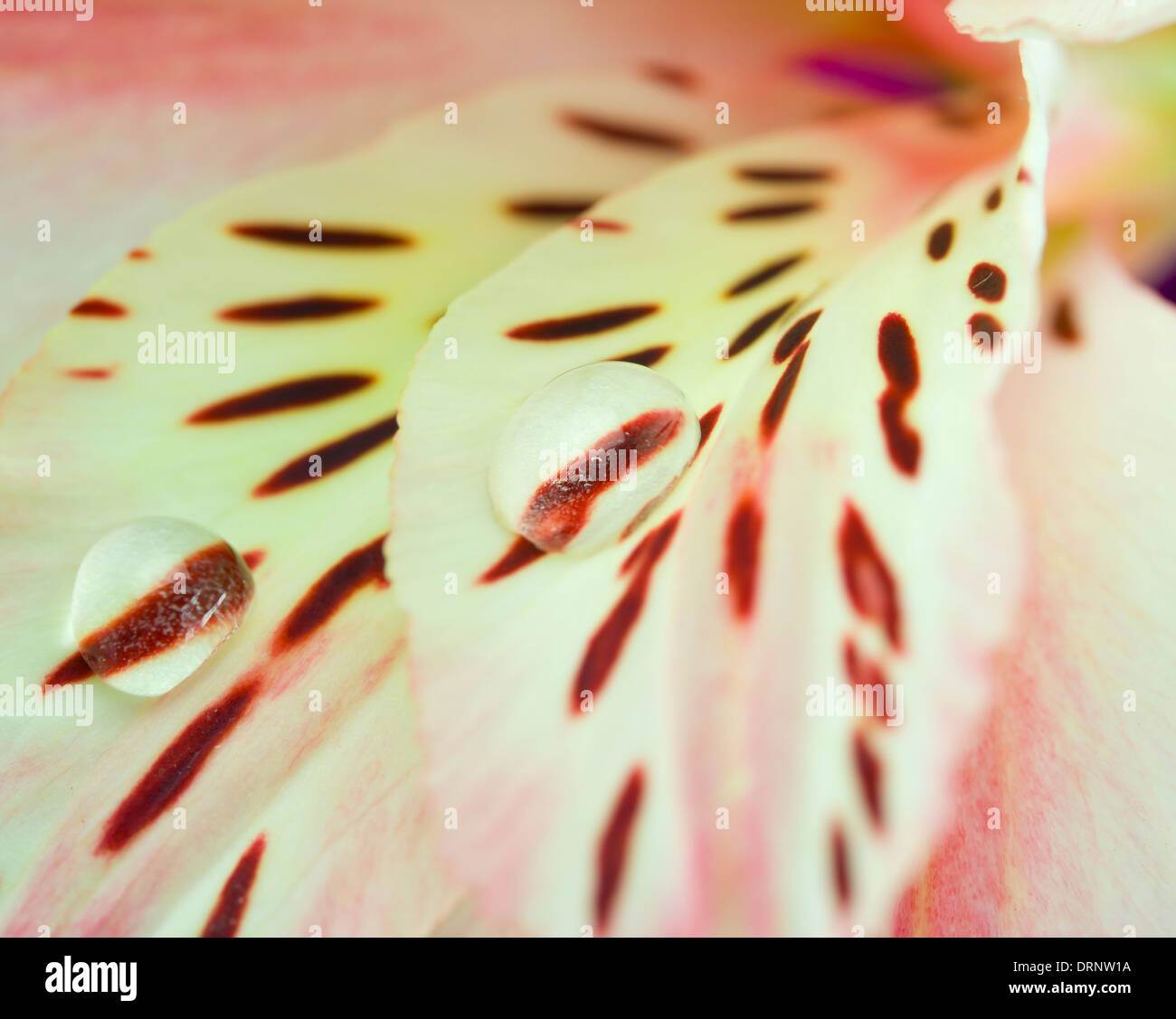 Background from an orchid with dew close up Stock Photo - Alamy
