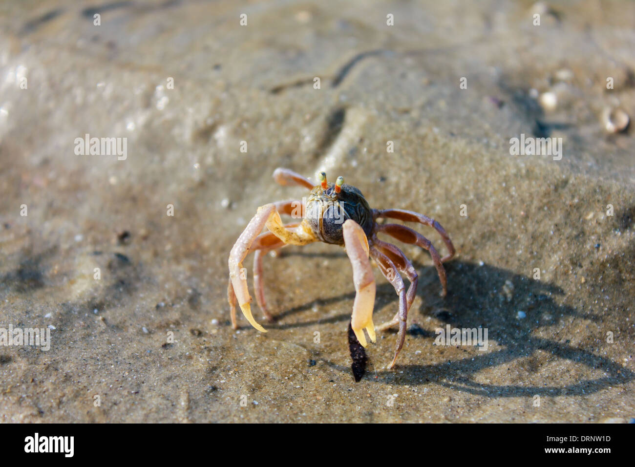 Small crab on a beach hi-res stock photography and images - Alamy