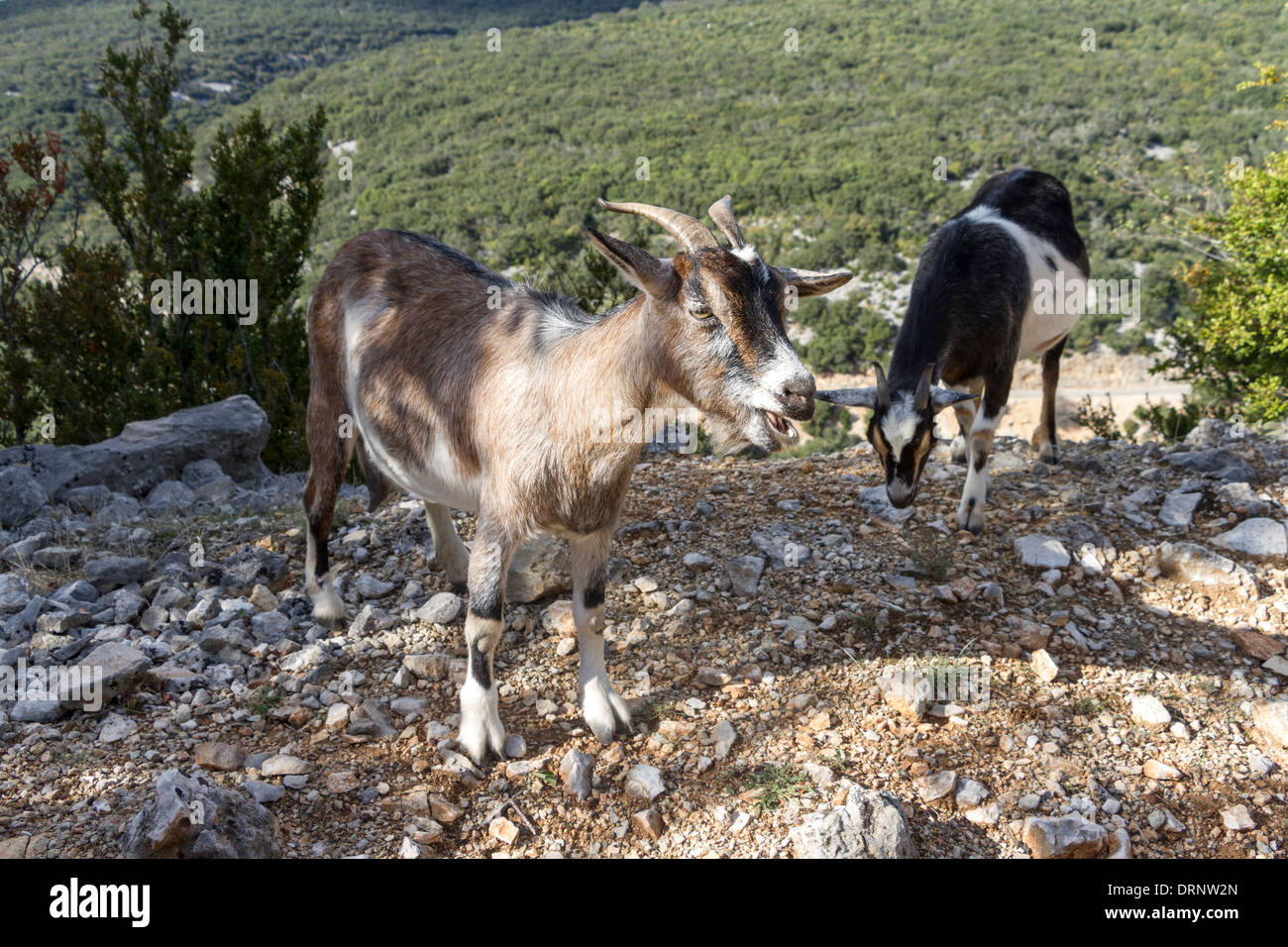 Wild goats, Gorges de l'Ardeche, Ardeche, Rhone-Alpes, France Stock ...
