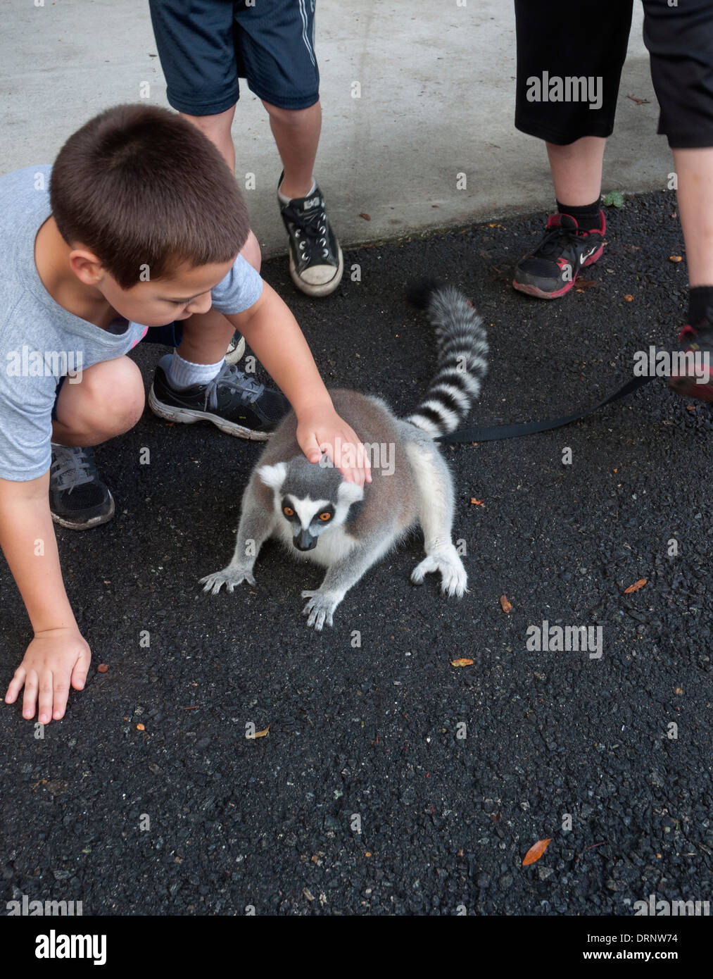 A pet lemur fascinates children Stock Photo - Alamy