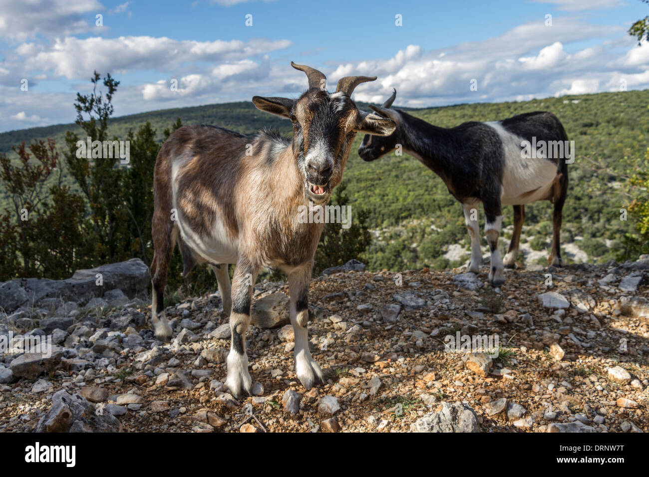 Wild goats, Gorges de l'Ardeche, Ardeche, Rhone-Alpes, France Stock ...