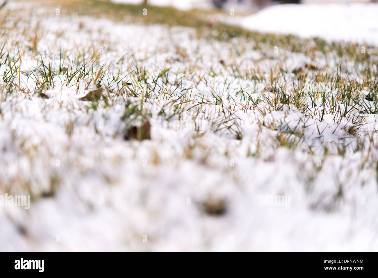 Grass peeking through the snow Stock Photo - Alamy