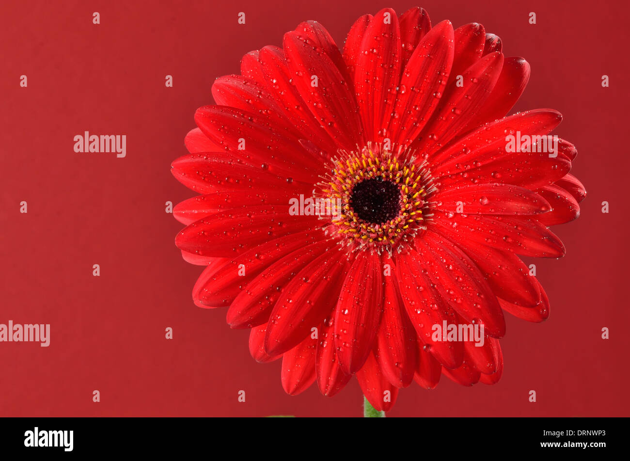 Red gerbera hi-res stock photography and images - Alamy