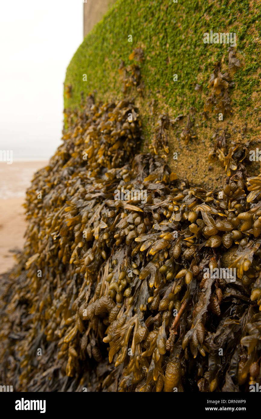 Fucus spiralis spiral wrack sea hi-res stock photography and images - Alamy