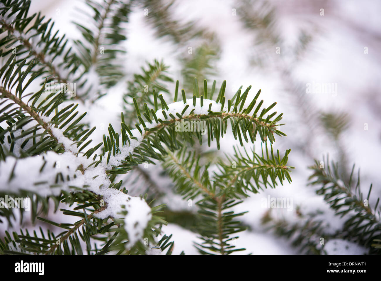 Photo frozen fir tree hi-res stock photography and images - Alamy
