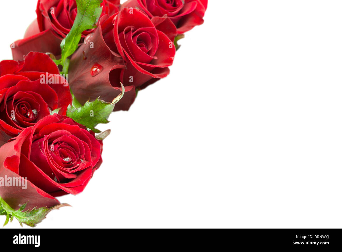 Greeting card with a bouquet of roses on a white background isolated ...