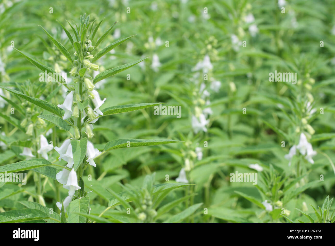 Sesame flower hi-res stock photography and images - Alamy