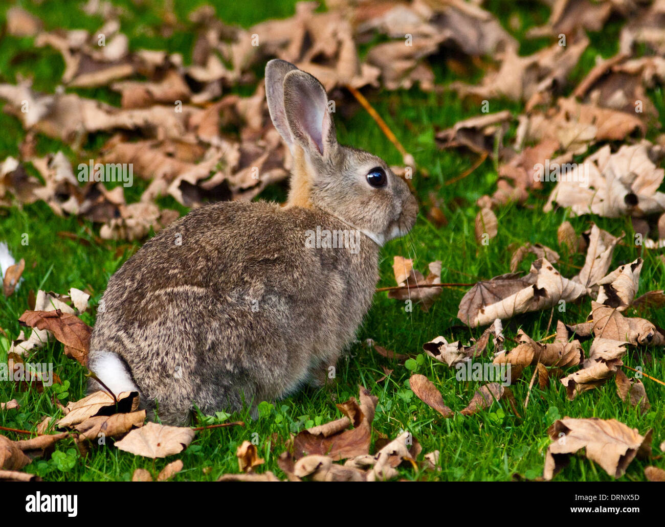 European Wild Rabbit (oryctolagus cuniculus), UK Stock Photo - Alamy