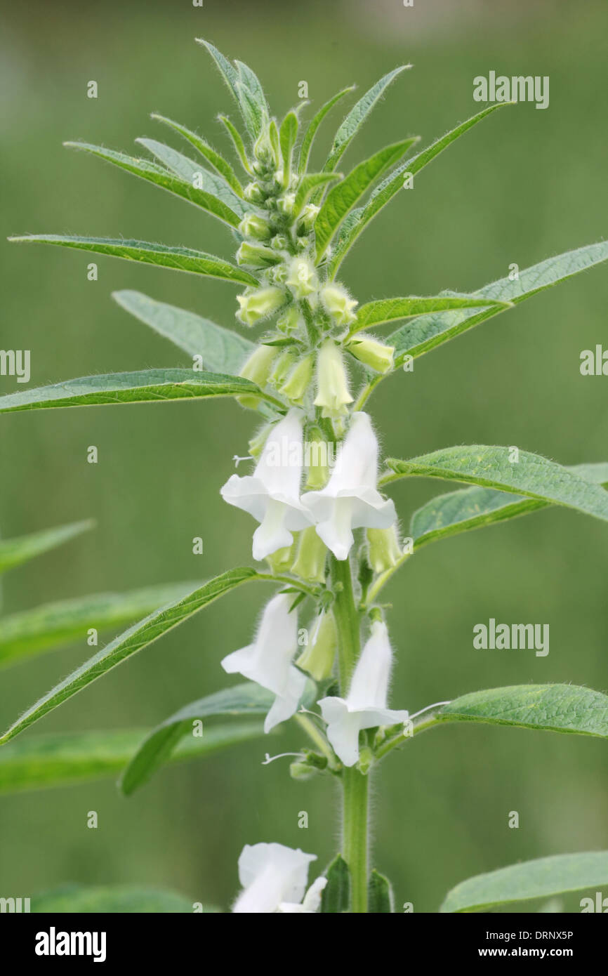 Sesame field hi-res stock photography and images - Alamy