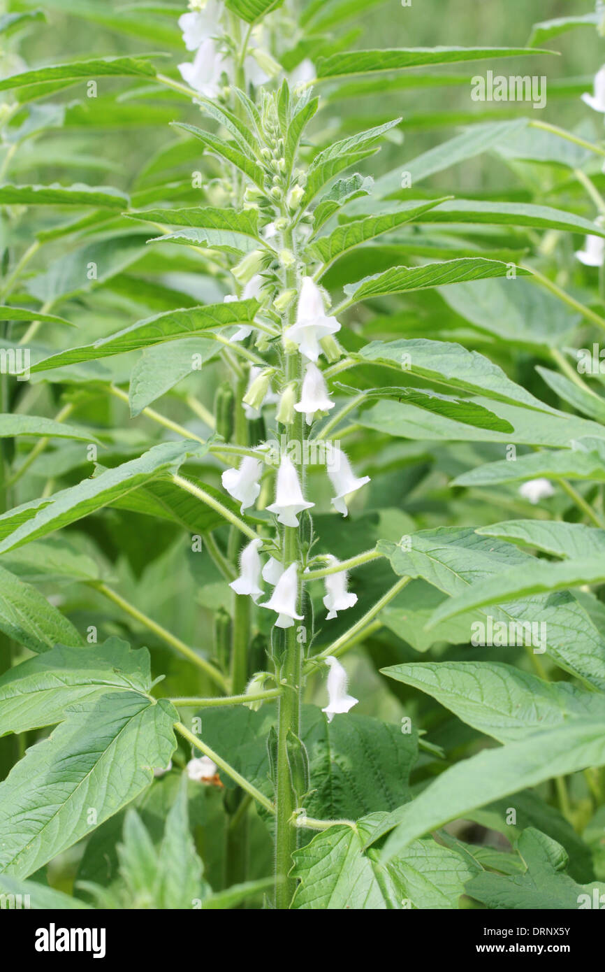 Sesame plant hi-res stock photography and images - Alamy