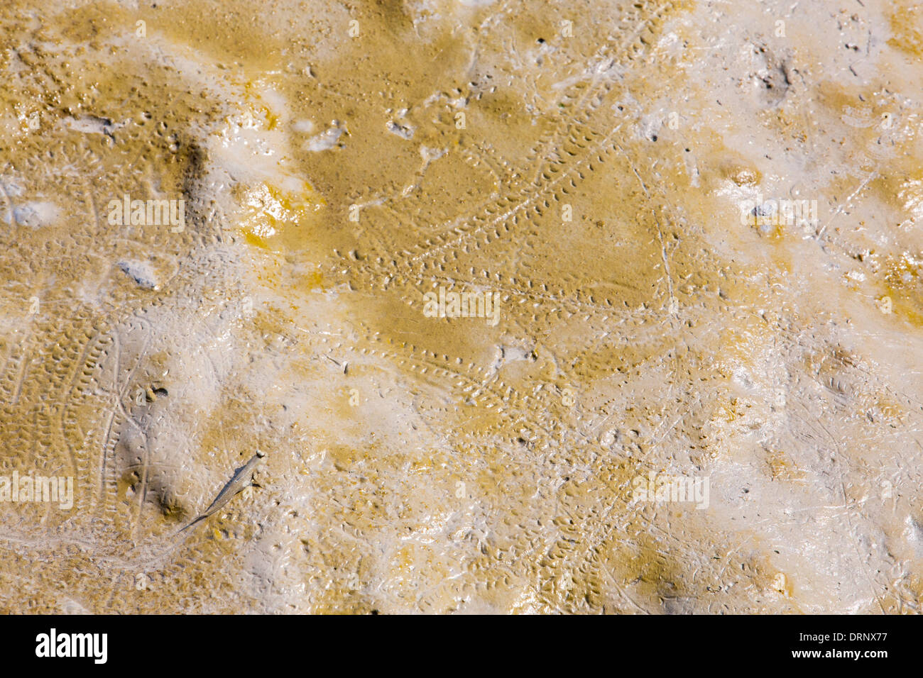 Mudskippers, fish that can breathe out of water, feeding on mud in the ...