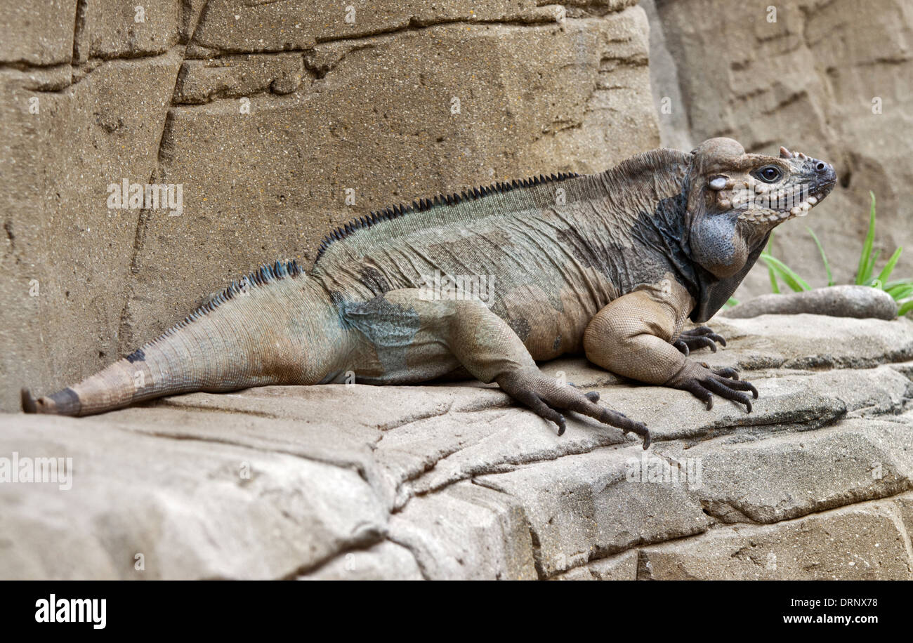 Rhinoceros Iguana (cyclura cornuta Stock Photo - Alamy