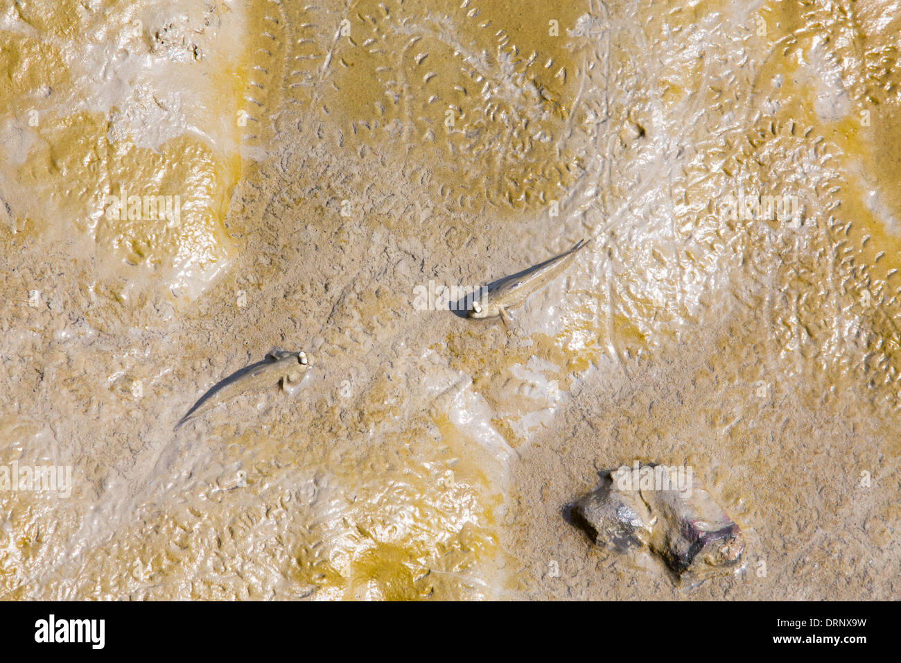 Mudskippers, fish that can breathe out of water, feeding on mud in the ...