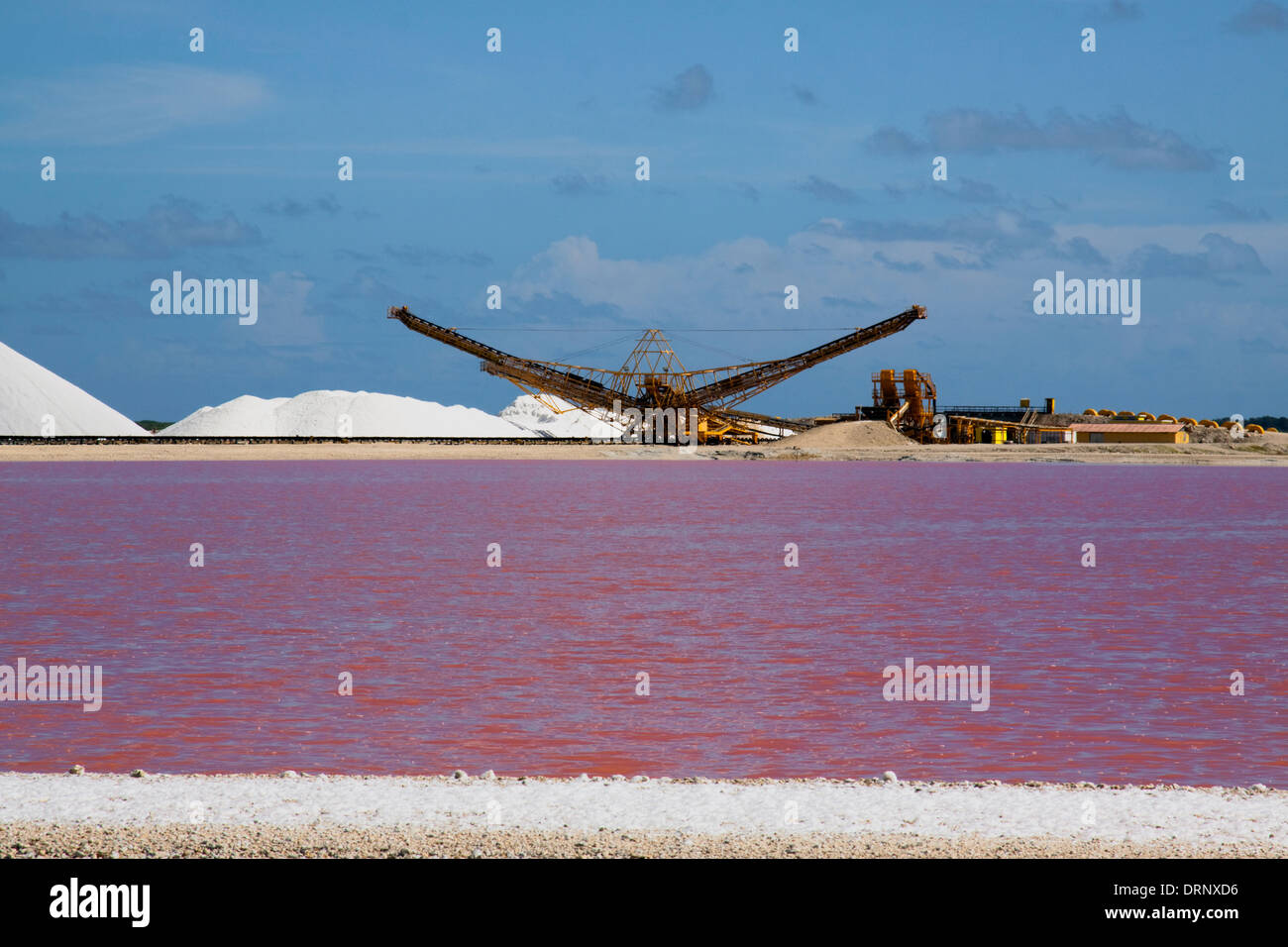 Bonaire salt pink hi-res stock photography and images - Alamy