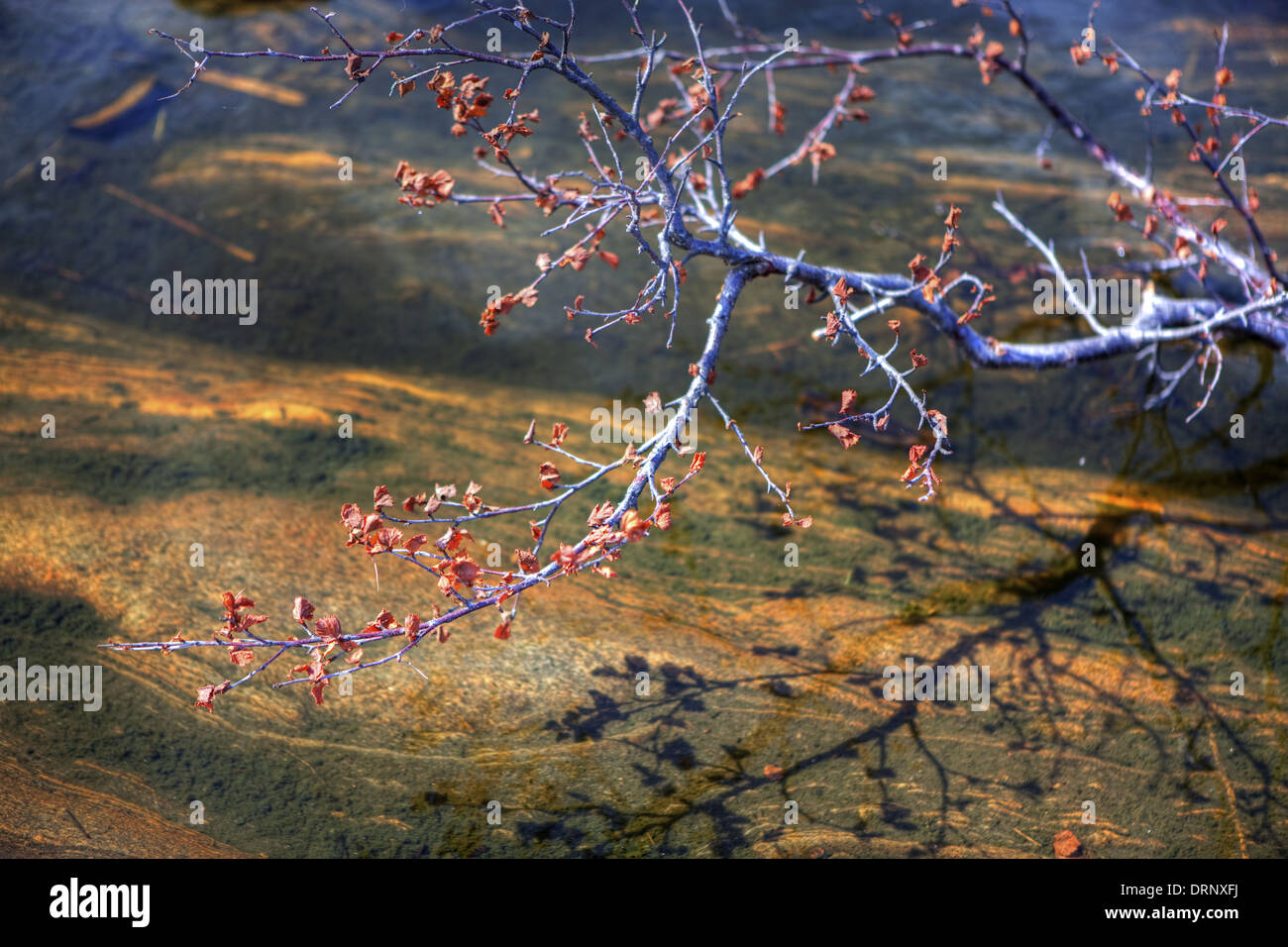 Floating branch hi-res stock photography and images - Alamy