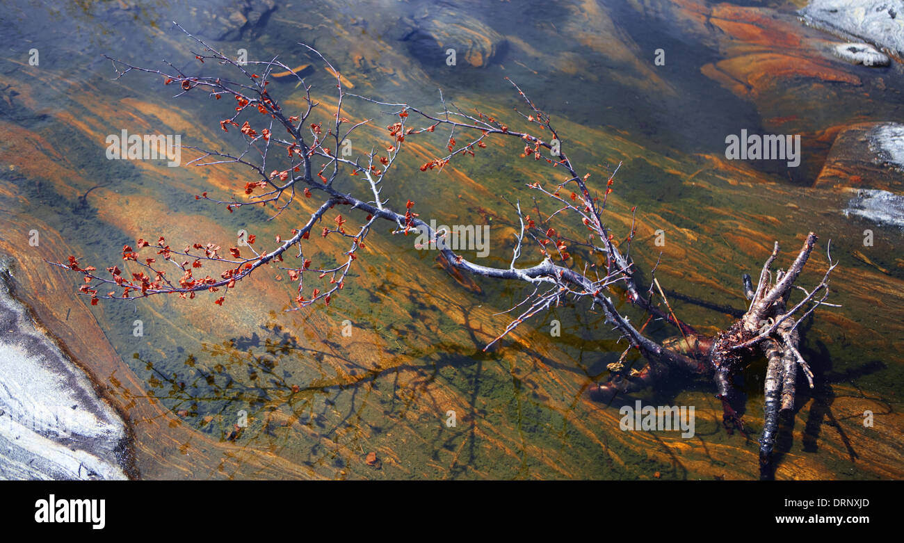 Floating branch hi-res stock photography and images - Alamy