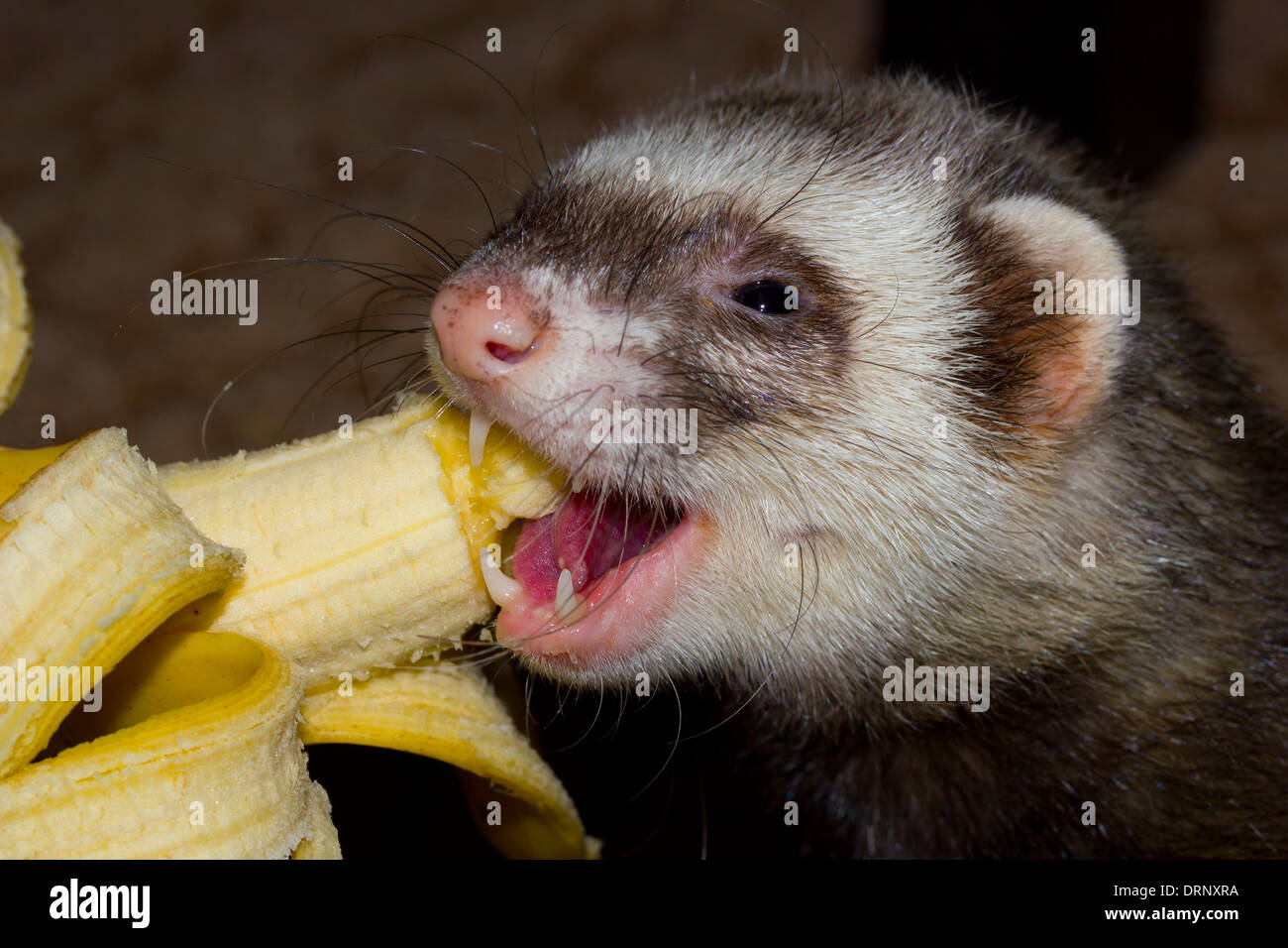 Ferret eats juicy banana Stock Photo - Alamy