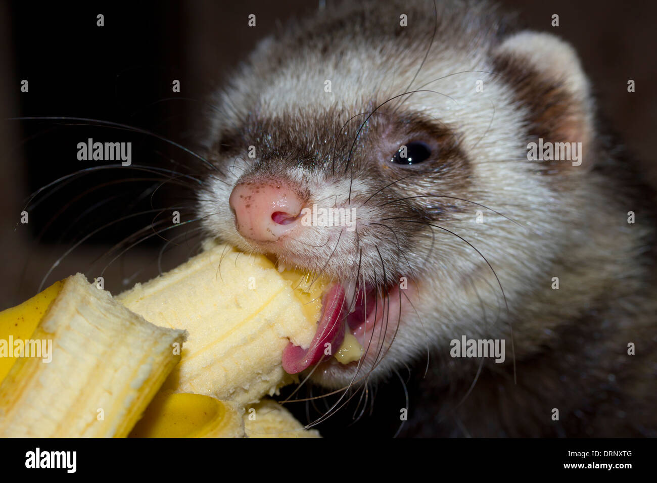 Skunk teeth hi-res stock photography and images - Alamy