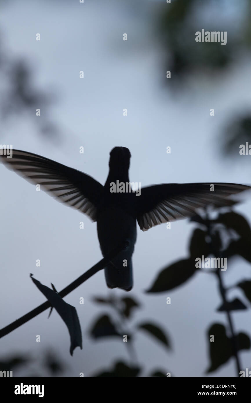 Birds with outstretched wings hi-res stock photography and images - Alamy