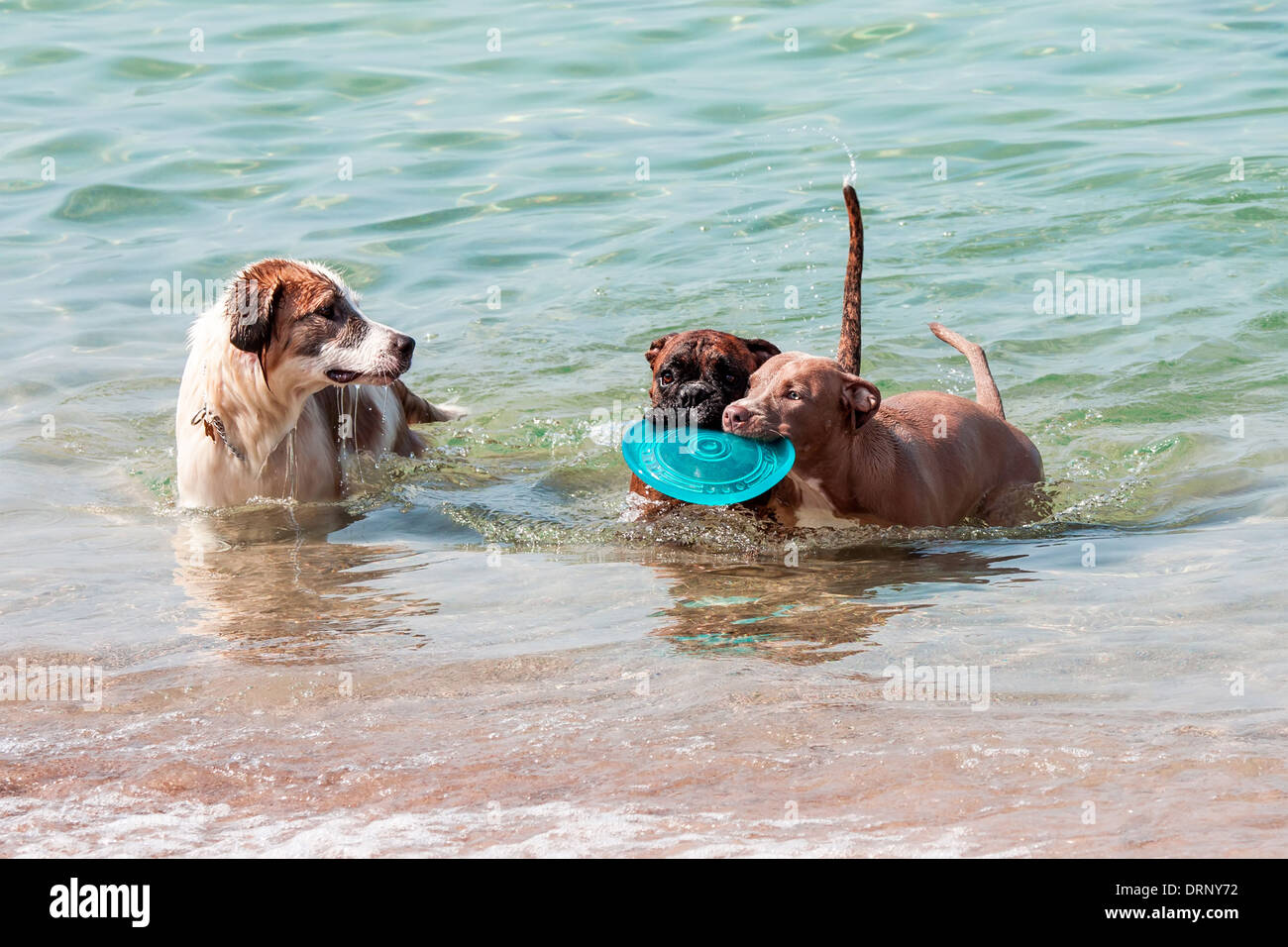Beach runner with dog hi-res stock photography and images - Alamy
