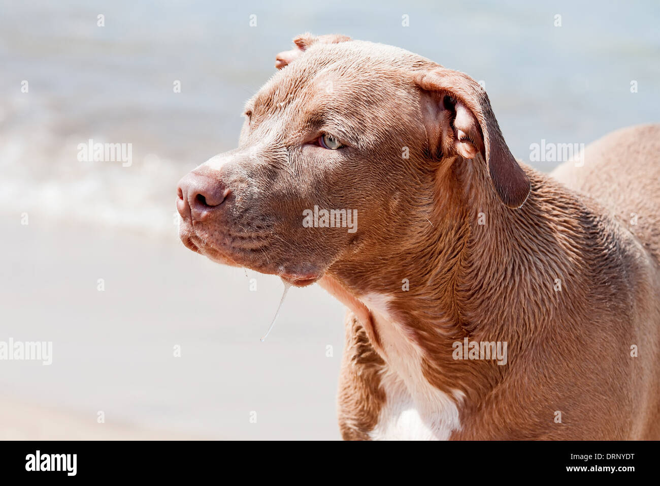 Baywatch dog hi-res stock photography and images - Alamy