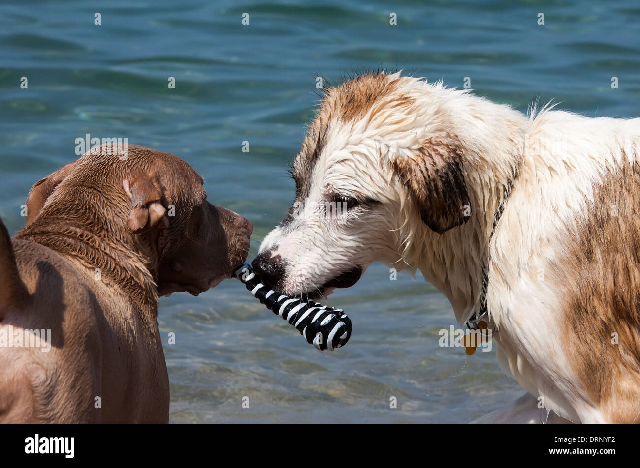 dogs playing on beach Stock Photo - Alamy