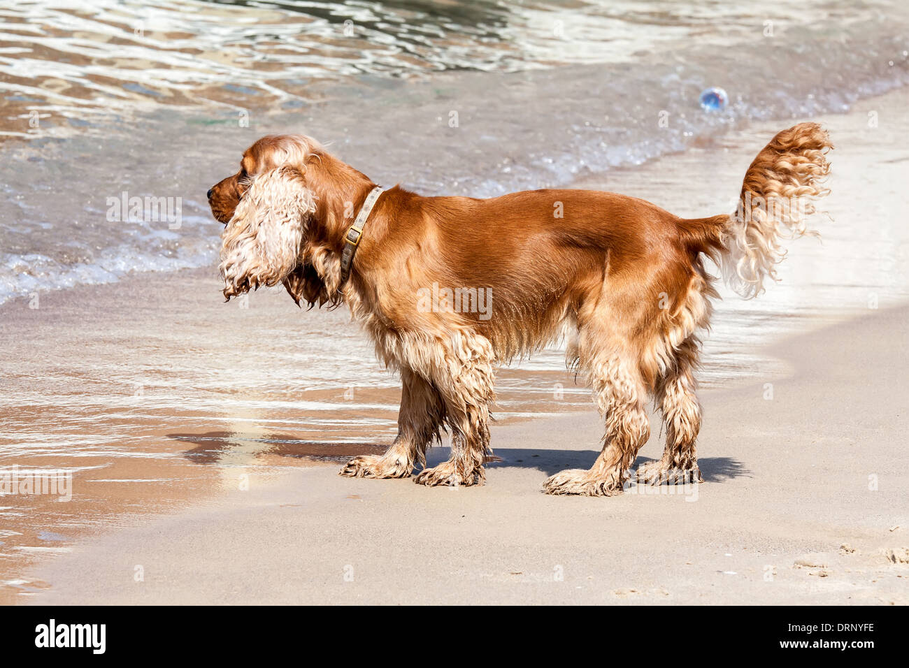 Cocker spaniel on the beach Stock Photo - Alamy