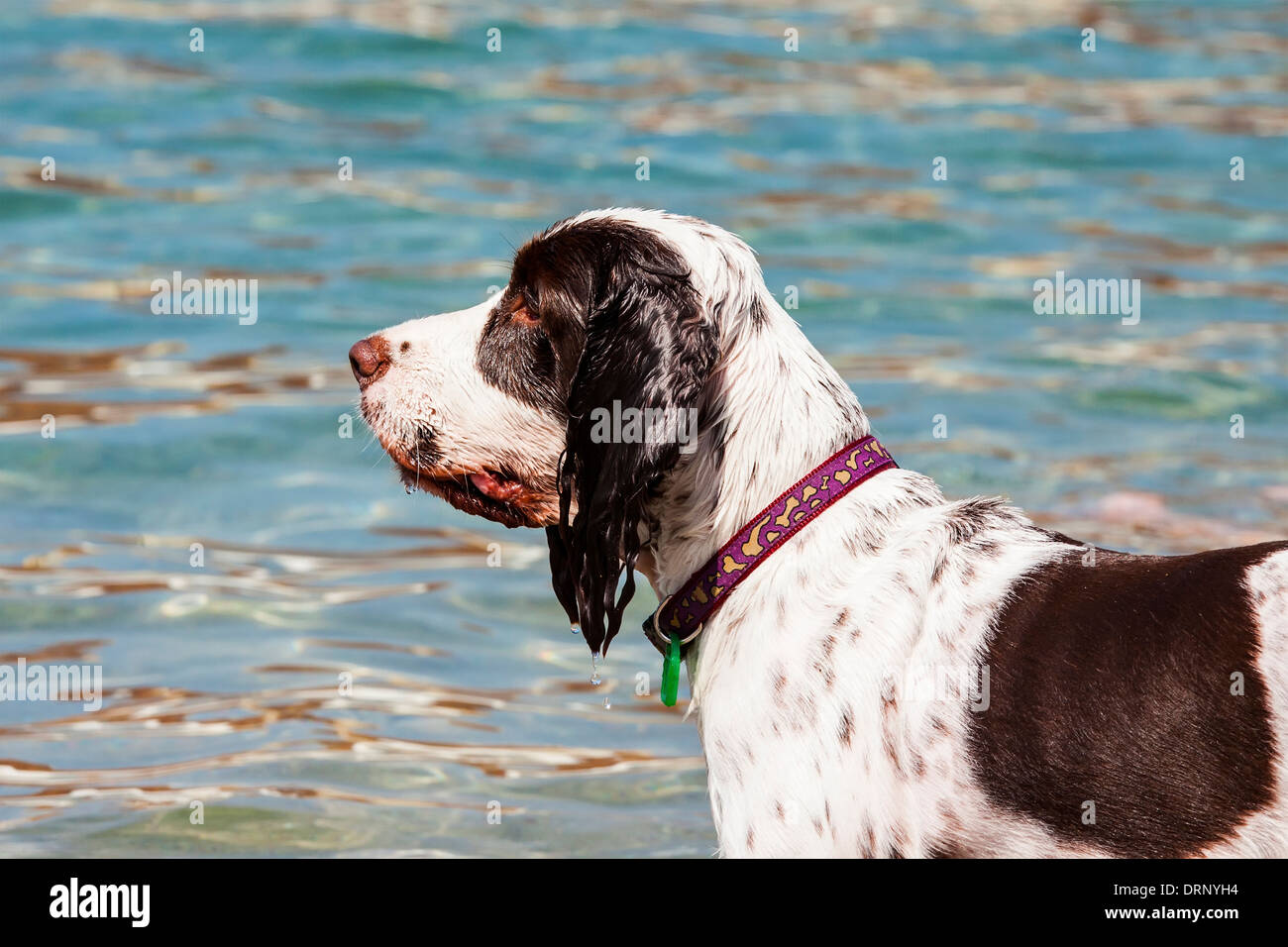 Baywatch dog hi-res stock photography and images - Alamy