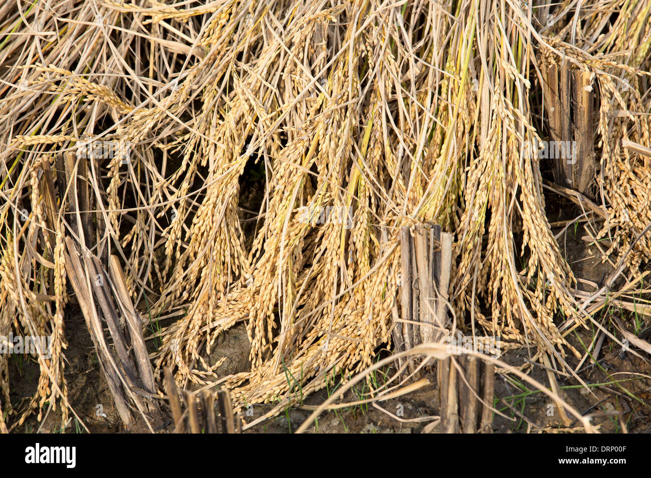 Dry paddy collection hi-res stock photography and images - Alamy