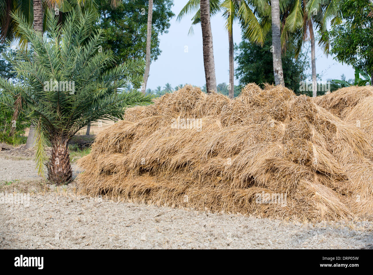 Rice hay stack hi-res stock photography and images - Alamy