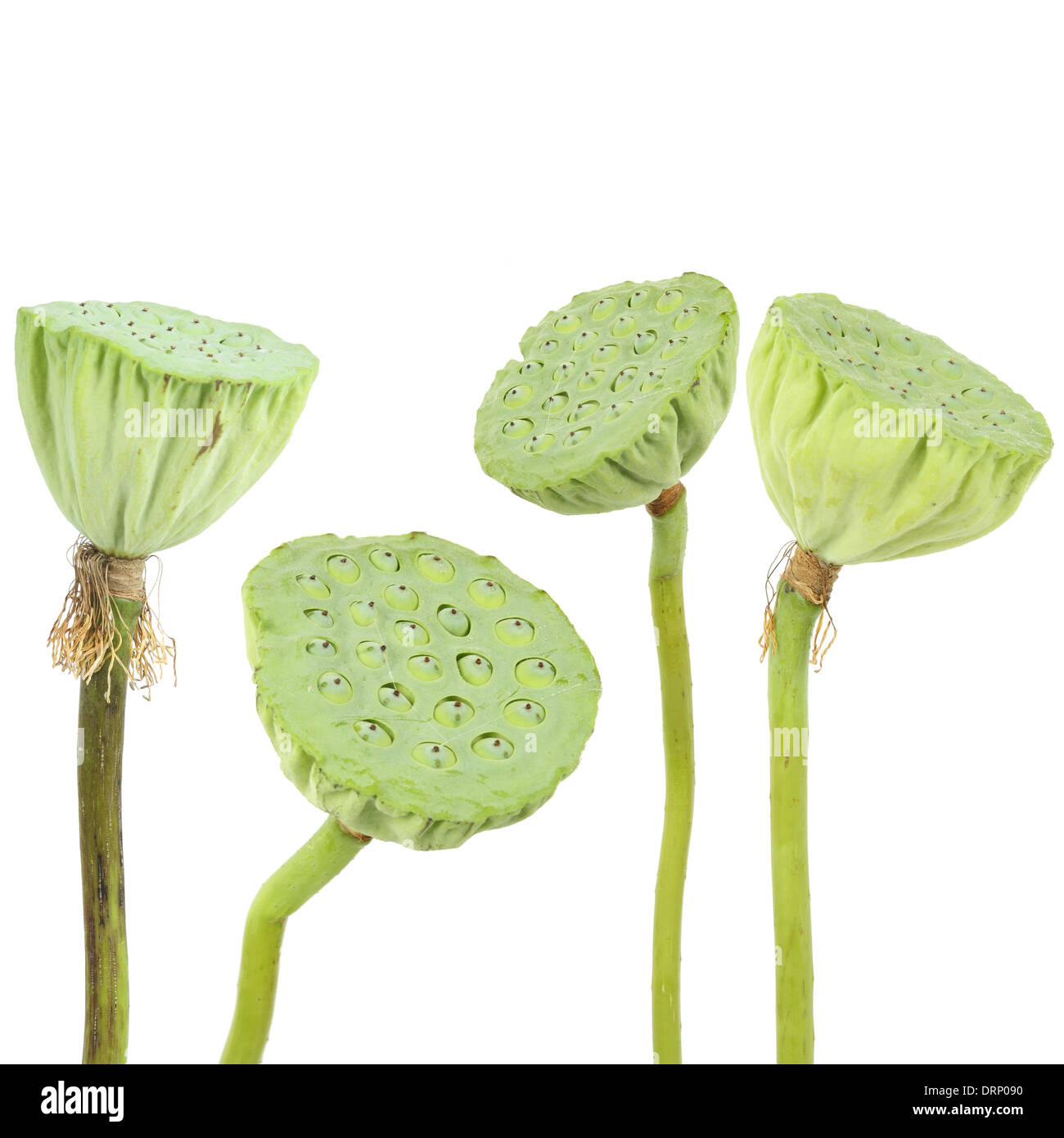 Lotus Pod Stock Photos & Lotus Pod Stock Images - Alamy