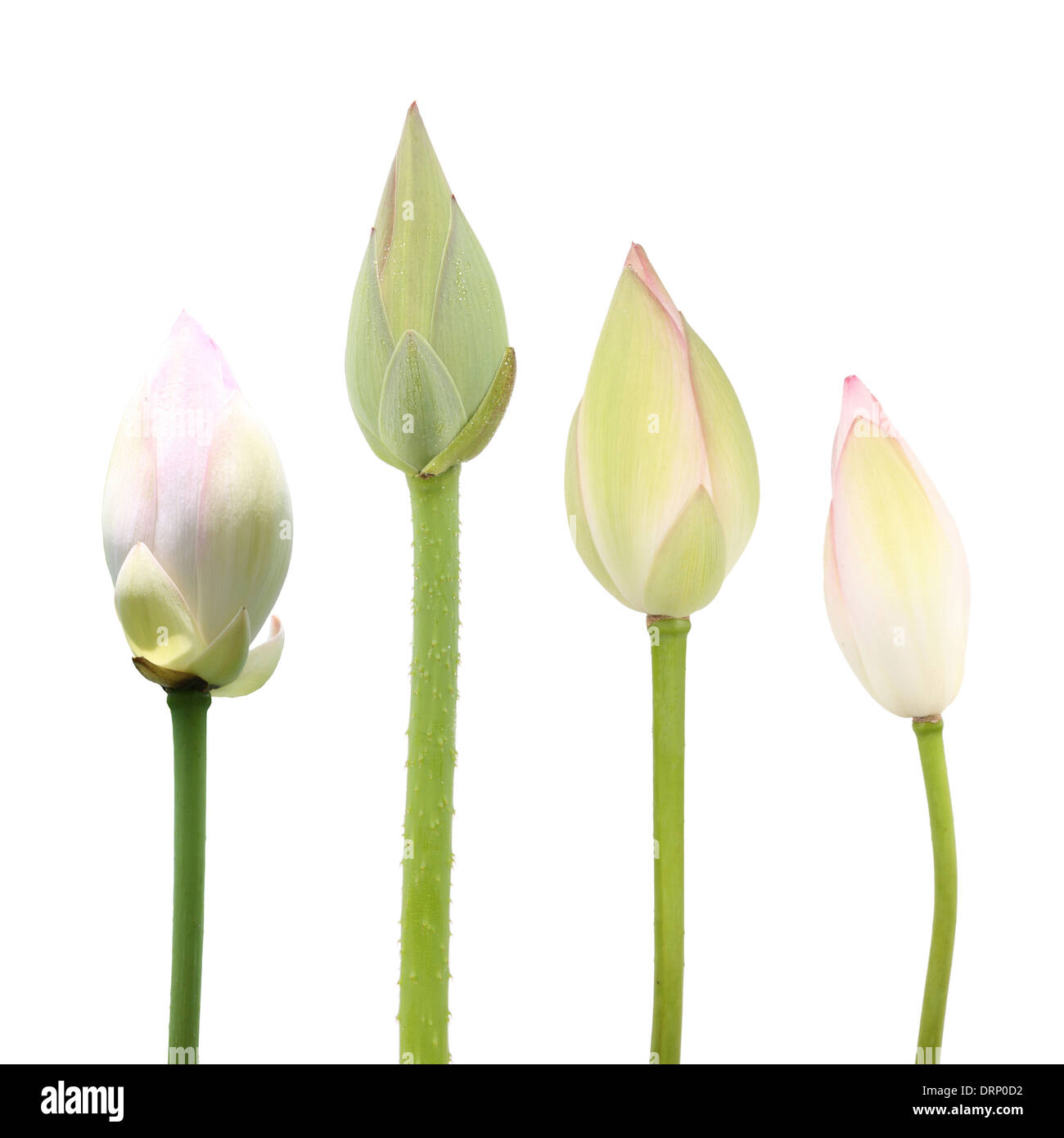 Young buds Cut Out Stock Images & Pictures - Alamy