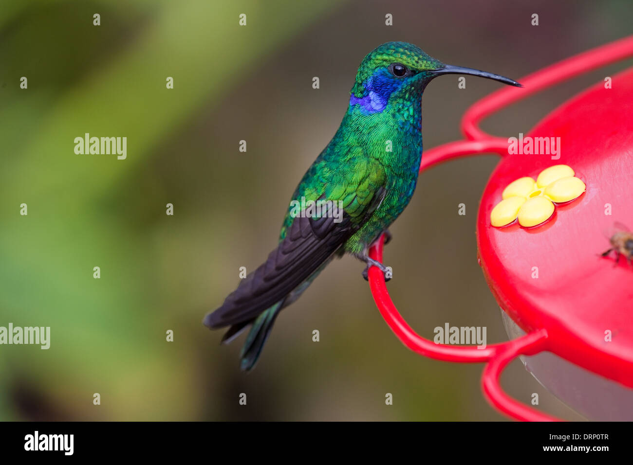 Green Violet-ear Hummingbird (Colibri thalassinus). Sitting on a sugar ...