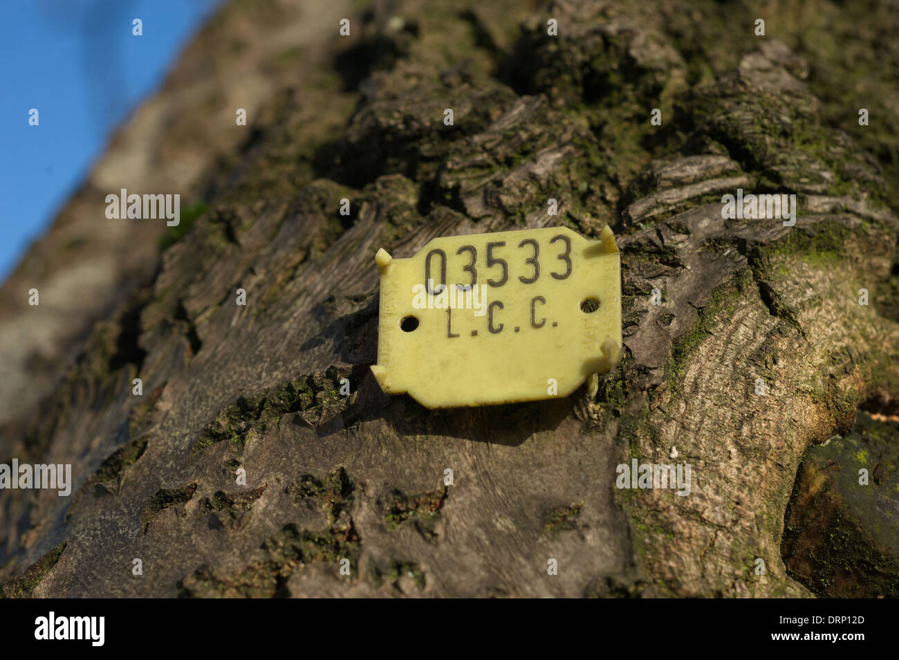 Yellow identification badge or tag on a tree in a public park in the UK ...