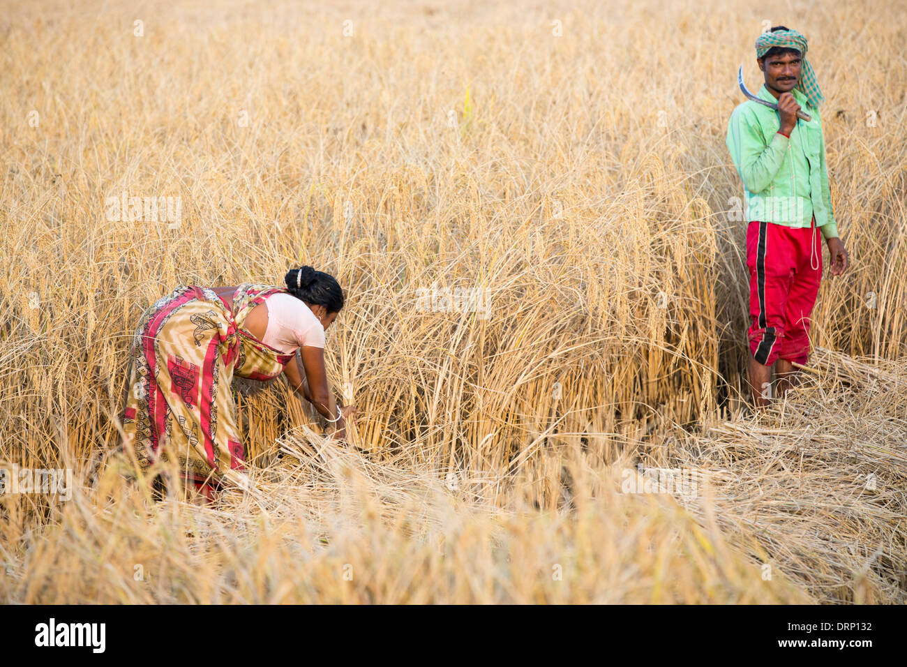 Rice crops harvested by hand in the Sunderbans, Ganges, Delta, India ...