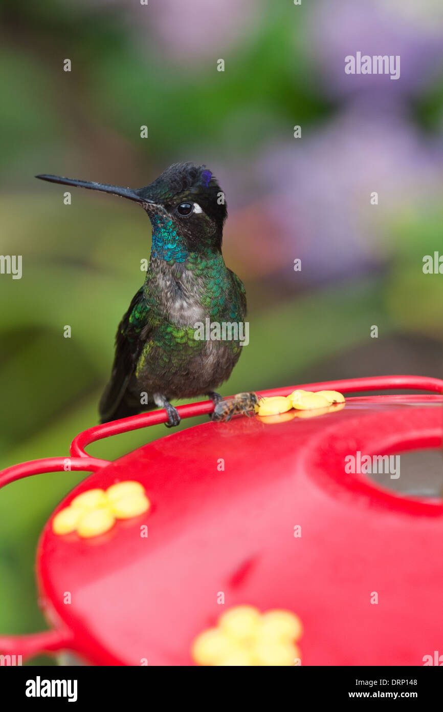 Magnificent Hummingbird (Eugenes fulgens). Costa Rica Stock Photo - Alamy