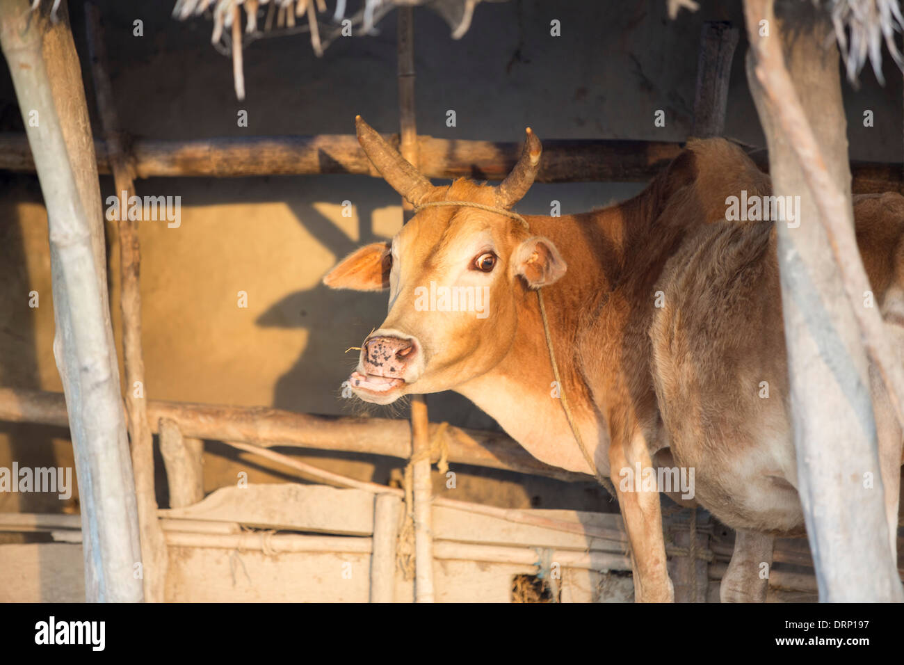 Farmer cow india hi-res stock photography and images - Alamy