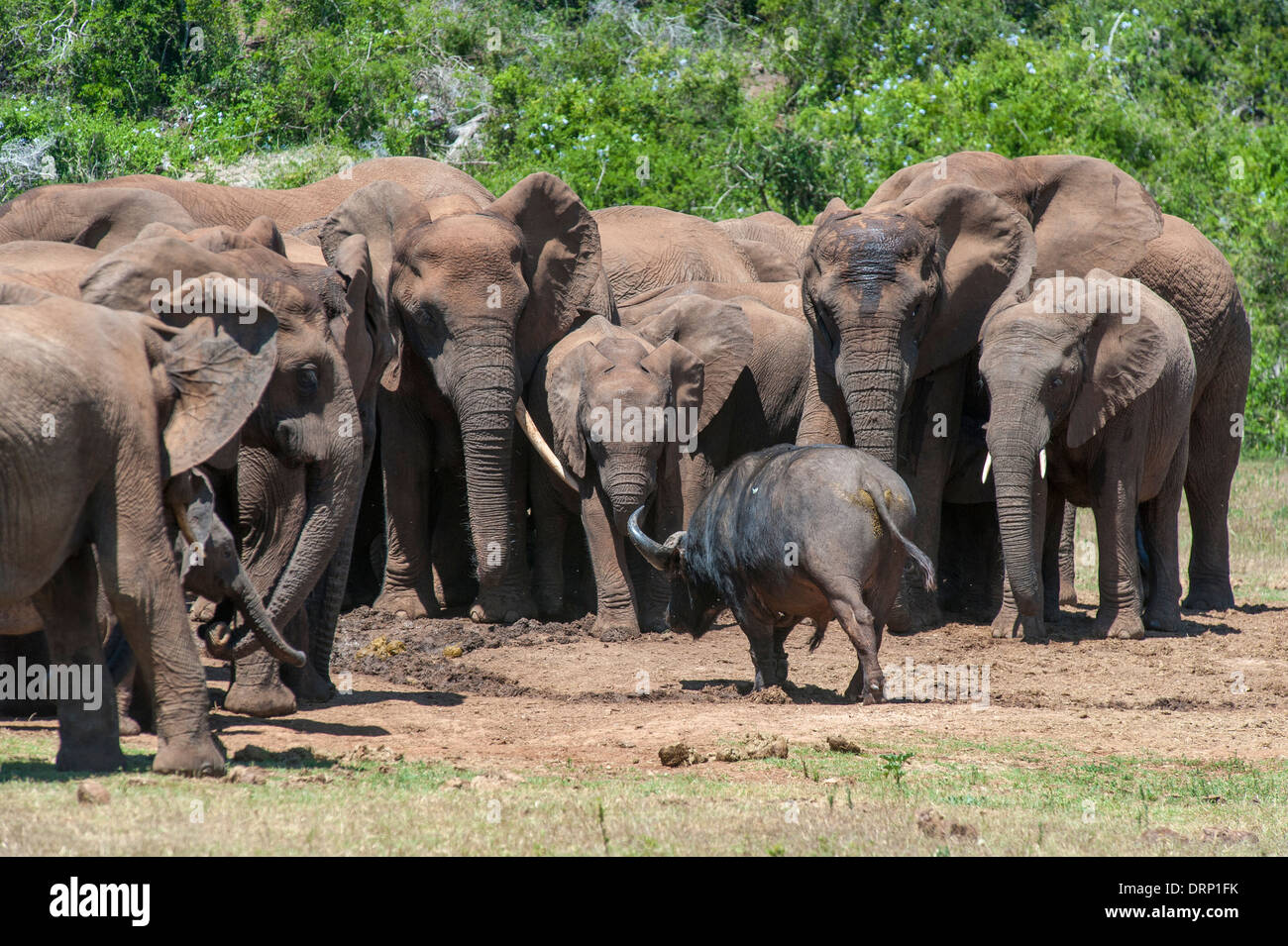 Fearless hi-res stock photography and images - Alamy