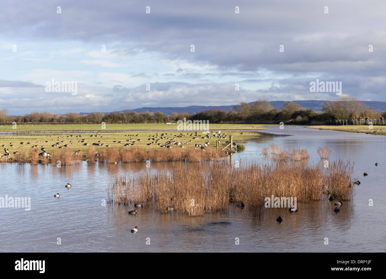 One of the many wildlife pools at Slimbridge Wildlife and Wetland Trust ...