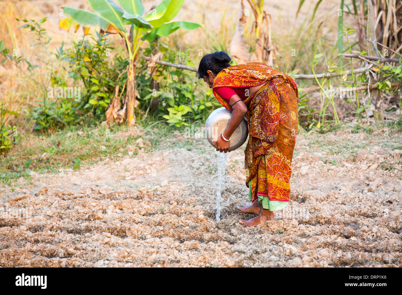 A Subsistence farmer watering her vegetable garden by hand, in the ...
