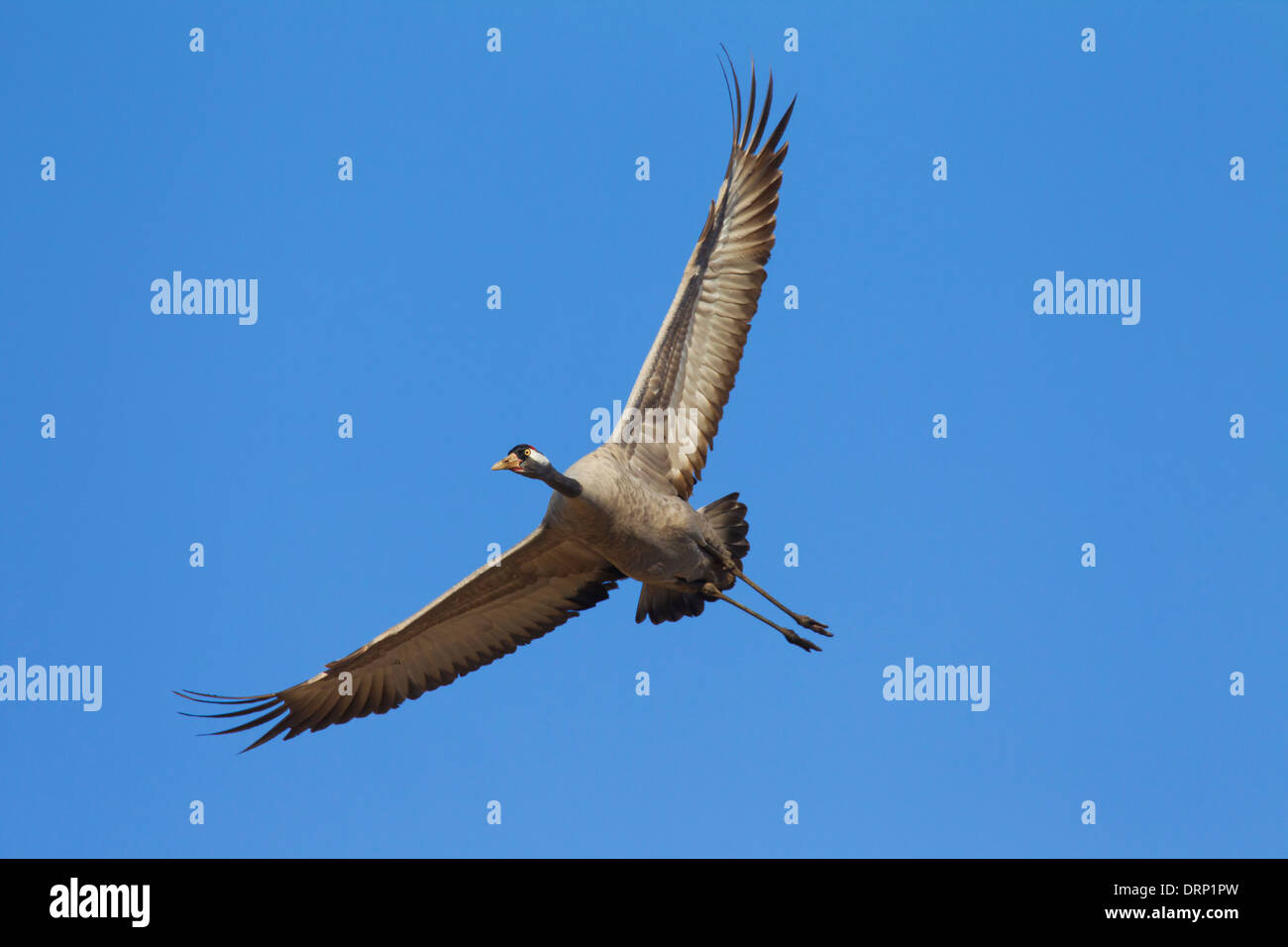 Blue crane bird hi-res stock photography and images - Alamy