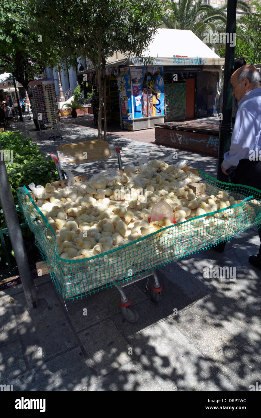 Selling Baby Chicks At The Market High Resolution Stock Photography and ...