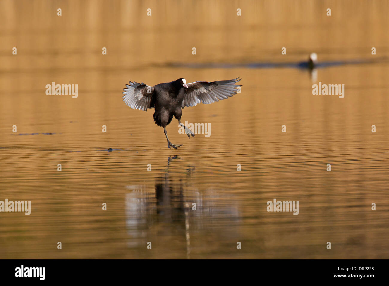 Eurasian Coot (Fulica atra) landing with wings spread in water of lake ...