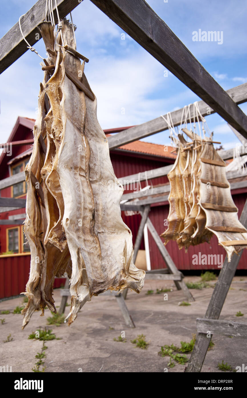 Stockfische hi-res stock photography and images - Alamy